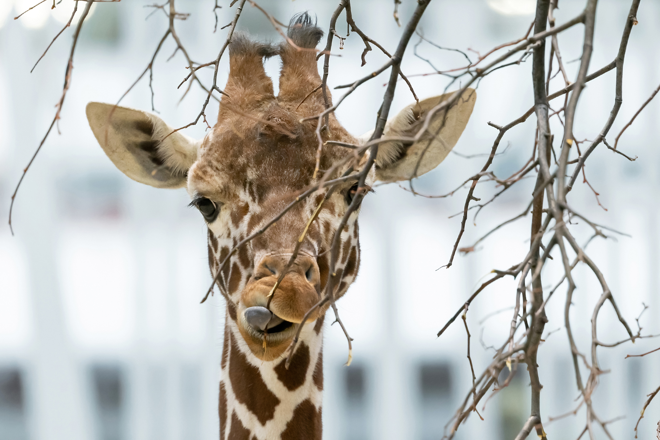 fb_netzgiraffe_23012023_tgs_zupanc_04 - Wiener Bezirksblatt