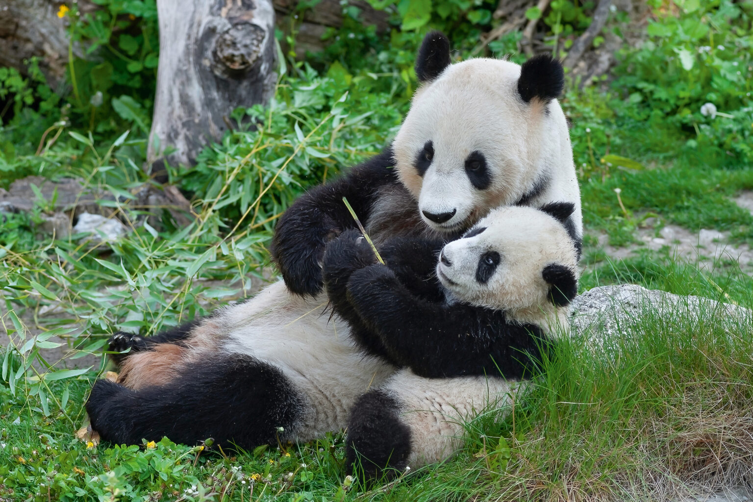 Seit 20 Jahren begeistern Pandas in Schönbrunn - Wiener Bezirksblatt