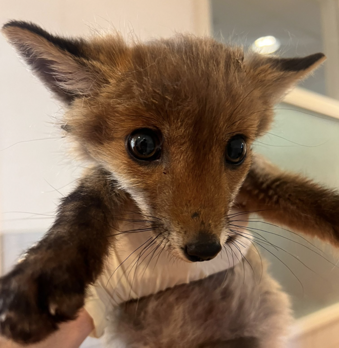 Pensionistin rettet einem Fuchsbaby das Leben - Wiener Bezirksblatt