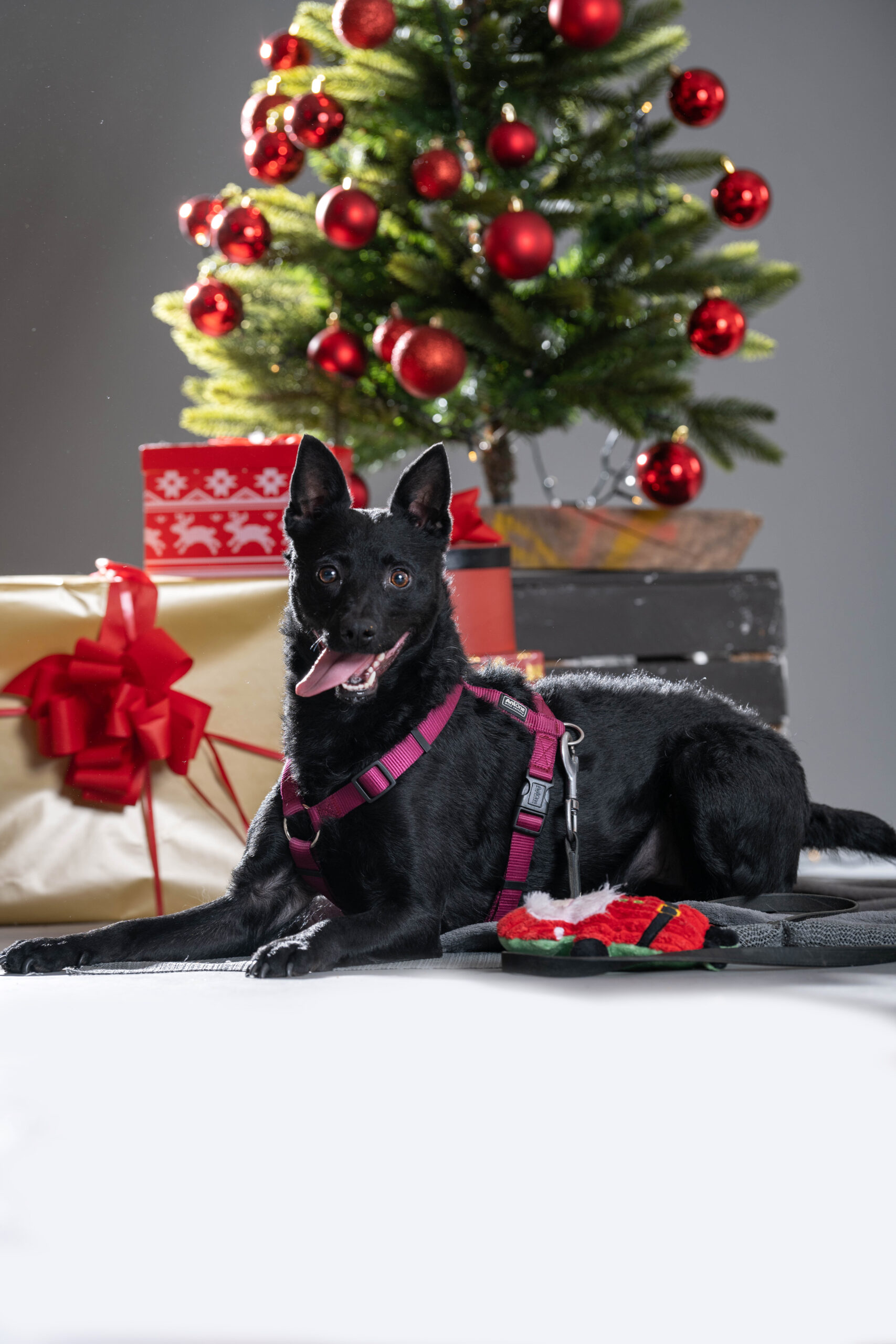 Tullli schaut strange - Wiener Bezirksblatt