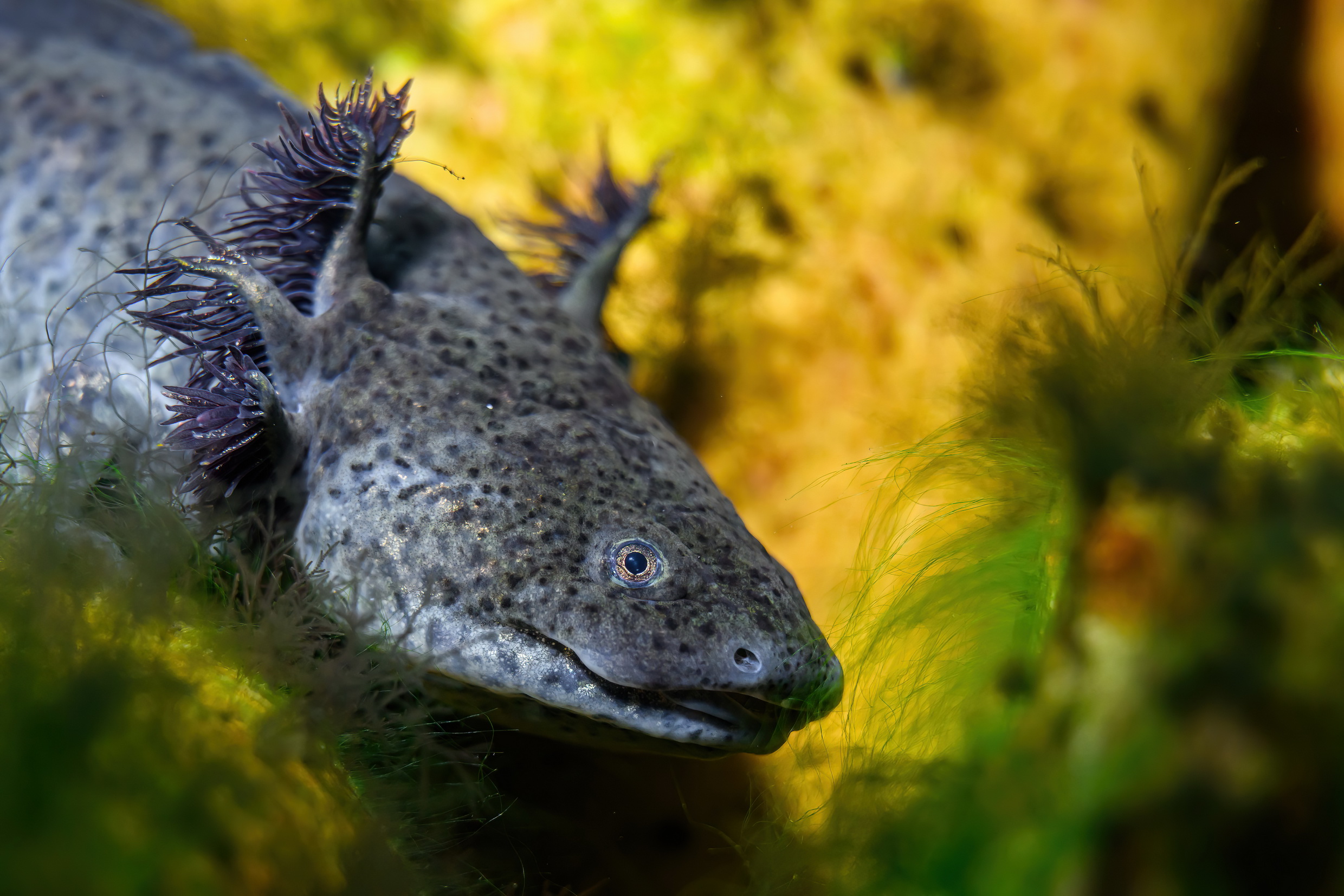 Axolotl_DM (3) - Wiener Bezirksblatt