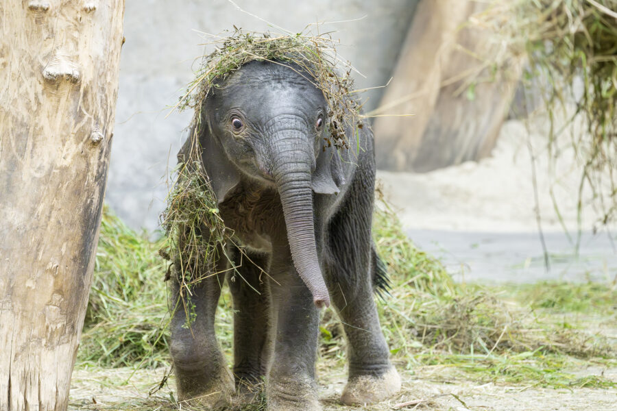 Bokep hijab xxx wonderful look, very nice and clever girl,