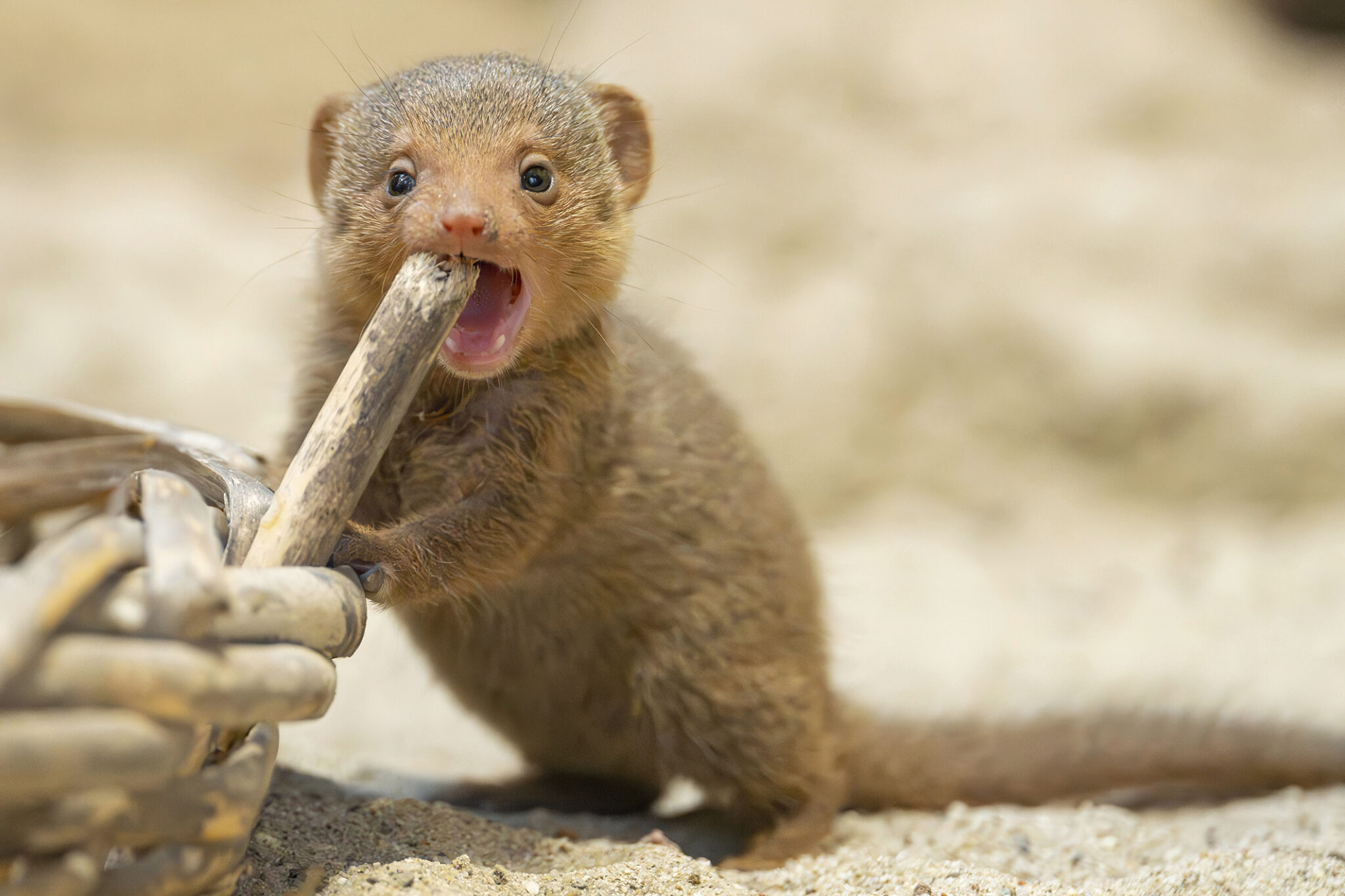 Schönbrunner Zoo: Kleine Zwerge erkunden die große Welt - Wiener ...