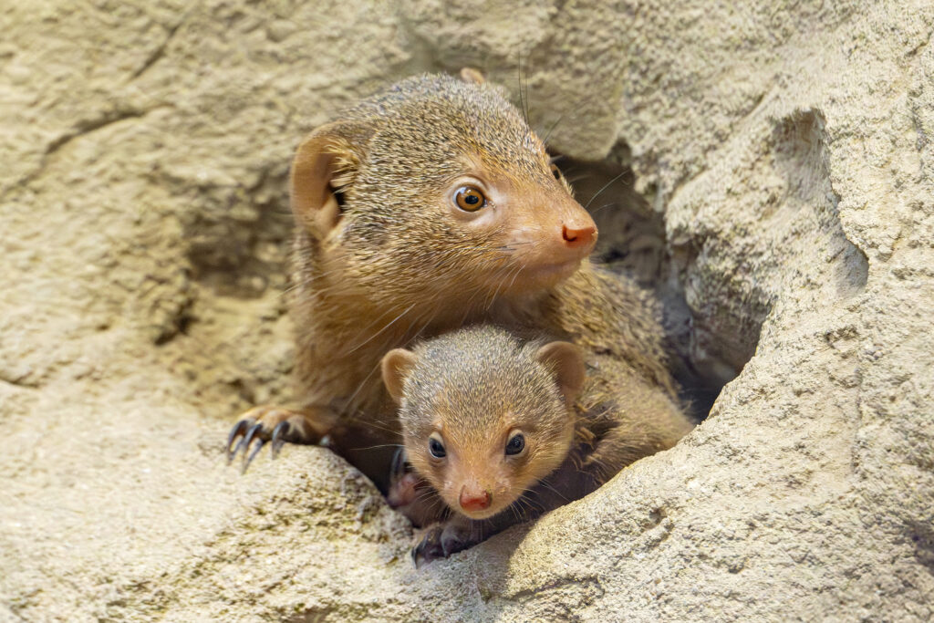 Schönbrunner Zoo: Kleine Zwerge erkunden die große Welt - Wiener ...